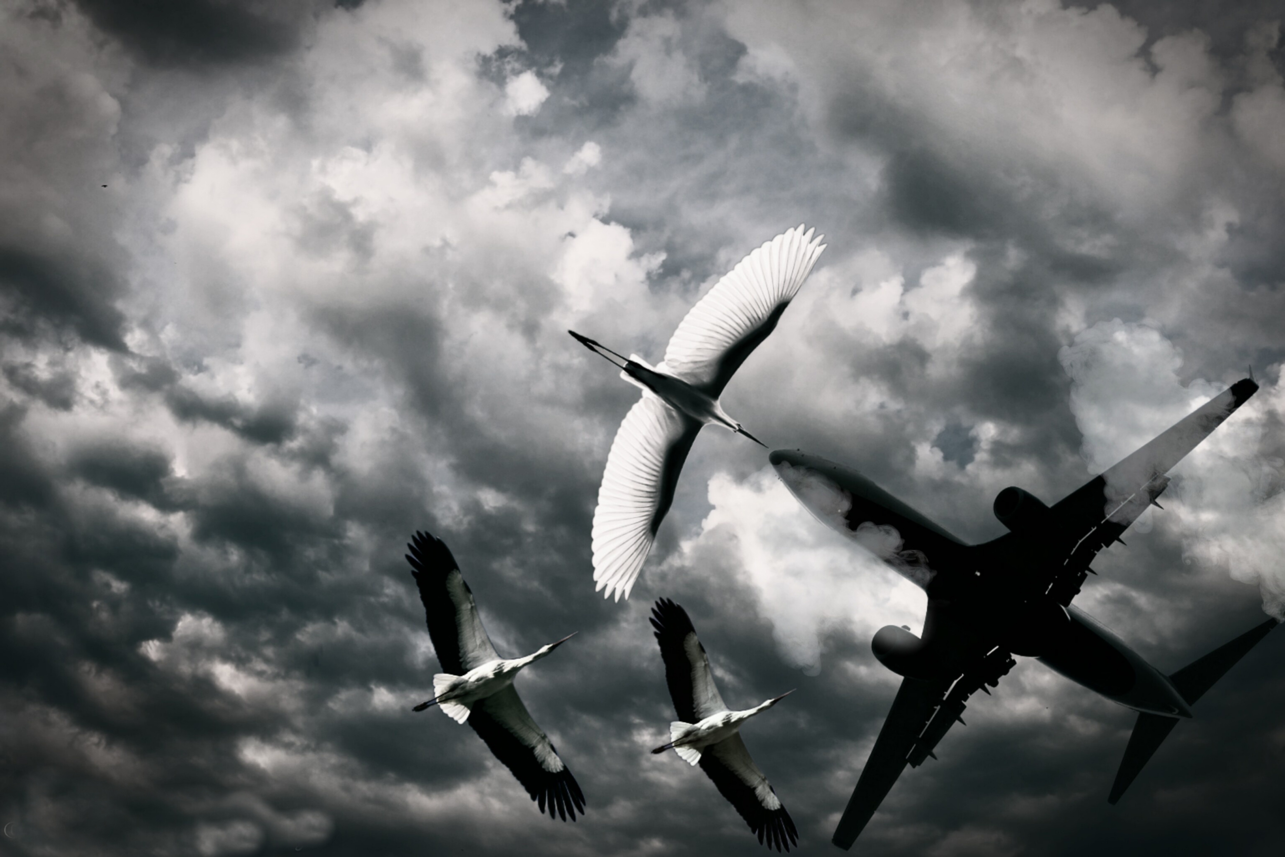 Bird Aeroplane Sky free image download