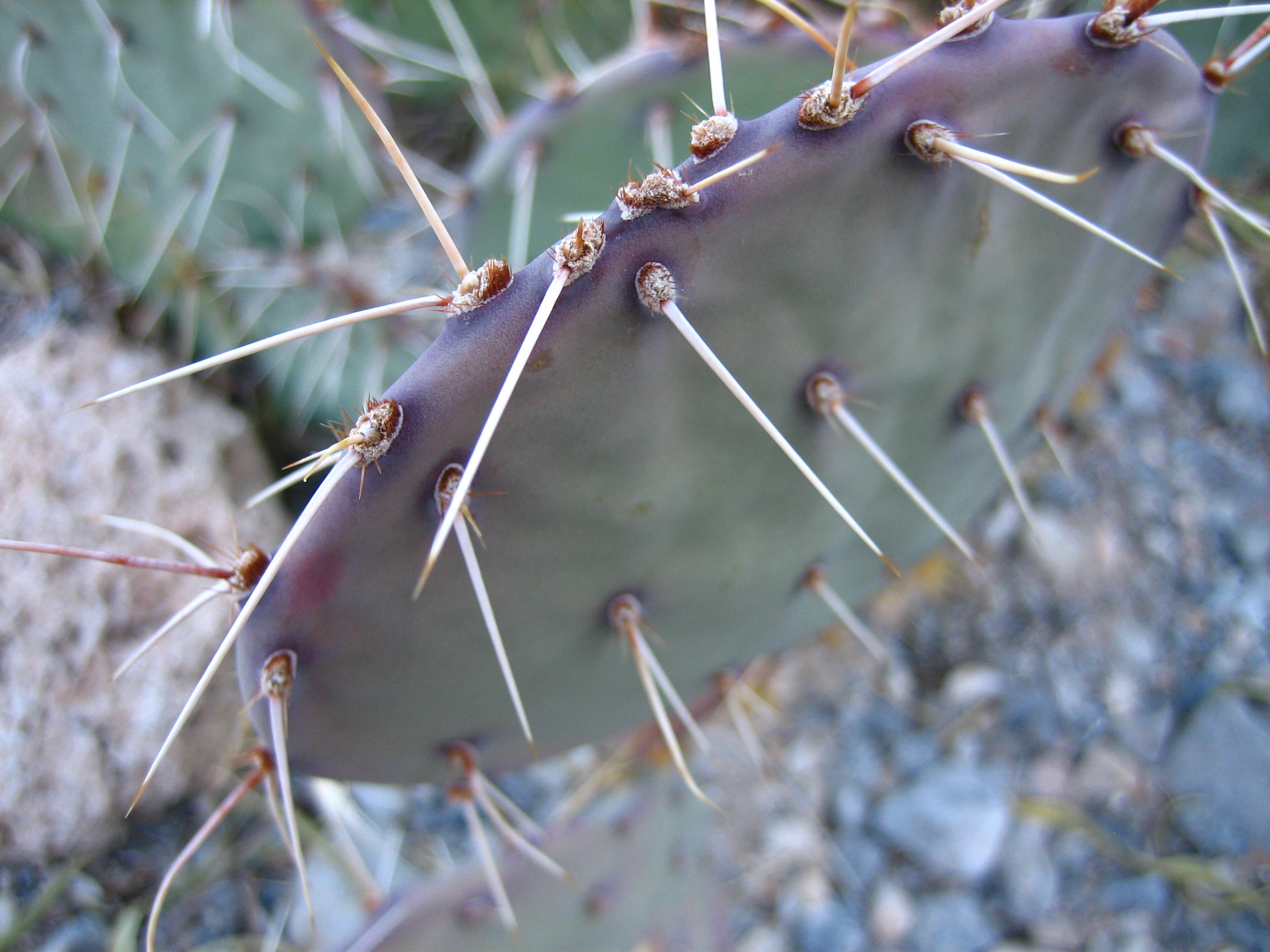 Cactus Thorns Green free image download