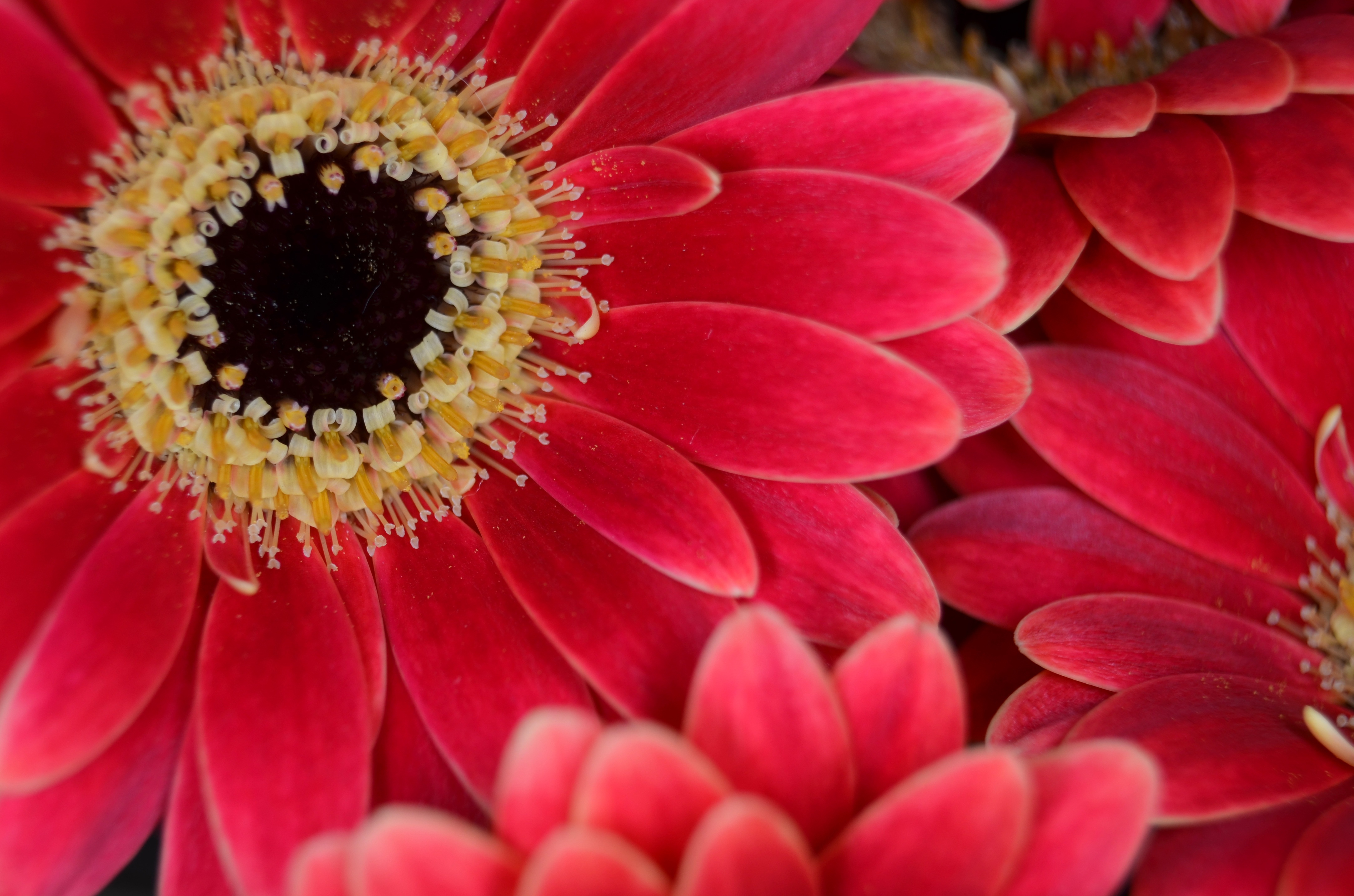 Large flower free image download