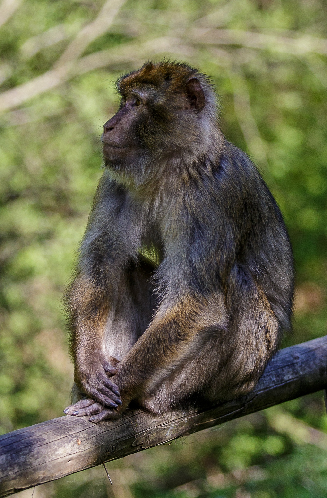 Monkey Rest Forest free image download