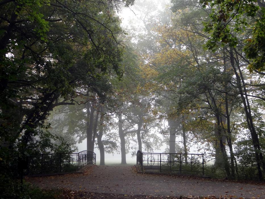 Autumn Fog Forest free image download