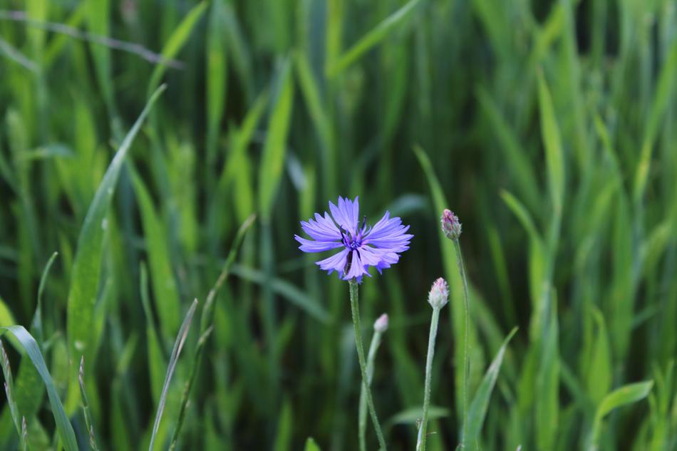Meadow Nature Blue Flowers free image download