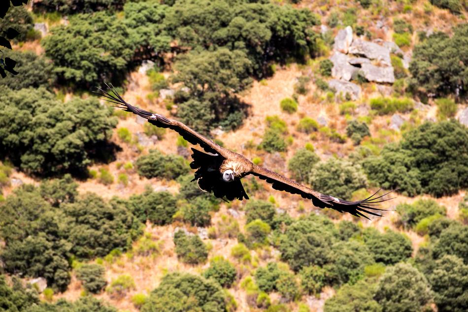 Vulture Nature Birds free image download