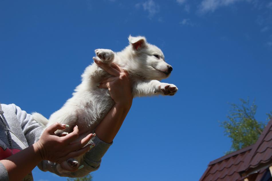 Dog Puppy Sky free image download