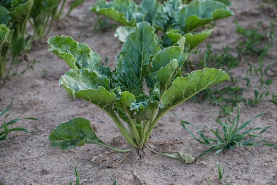 Field of Kohl on Stone free image download