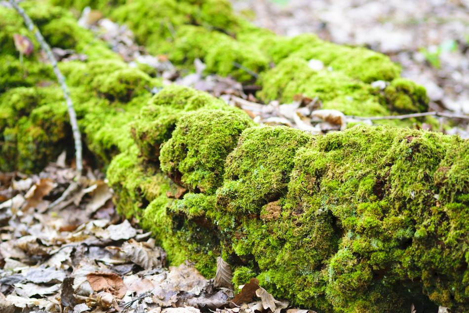 Tree Bark Moss free image download