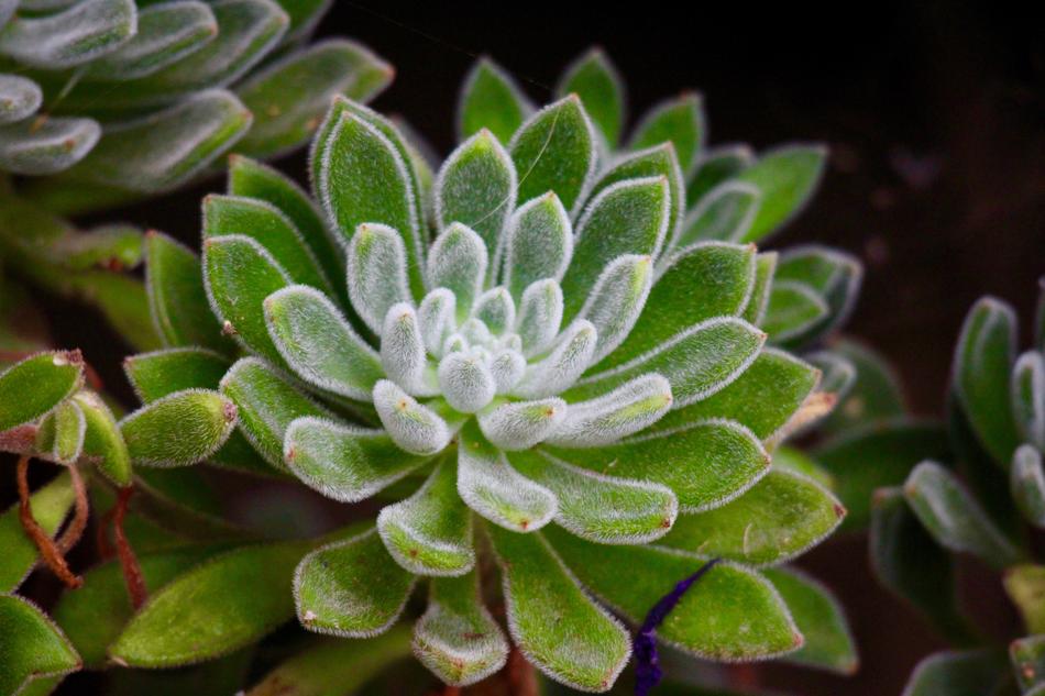 Succulent Plant Forest Green free image download