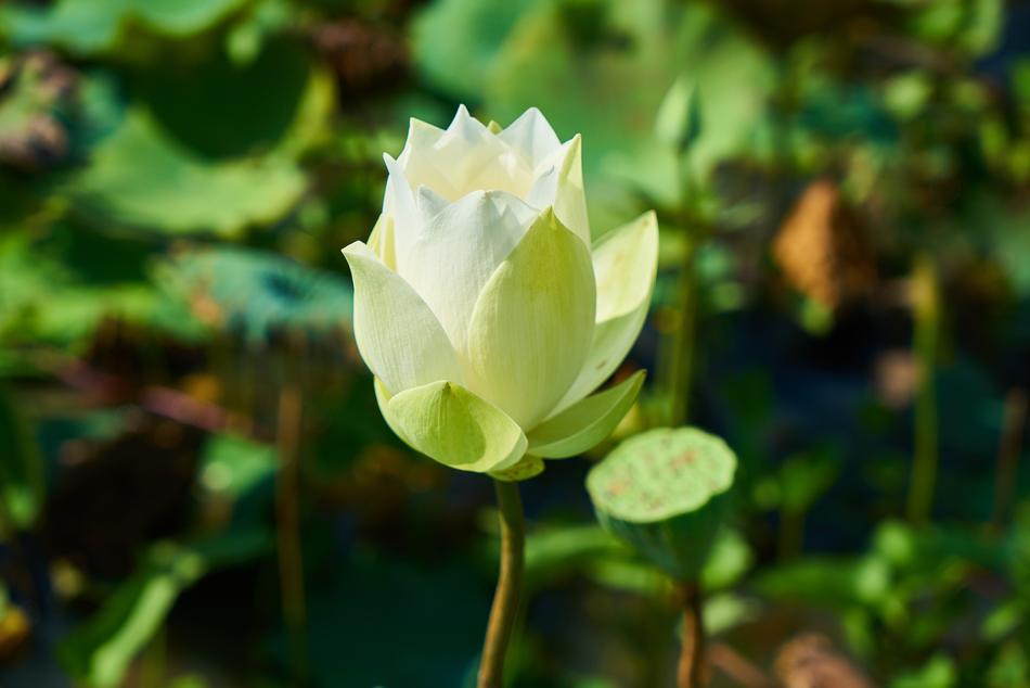 Lotus Flower Nature free image download