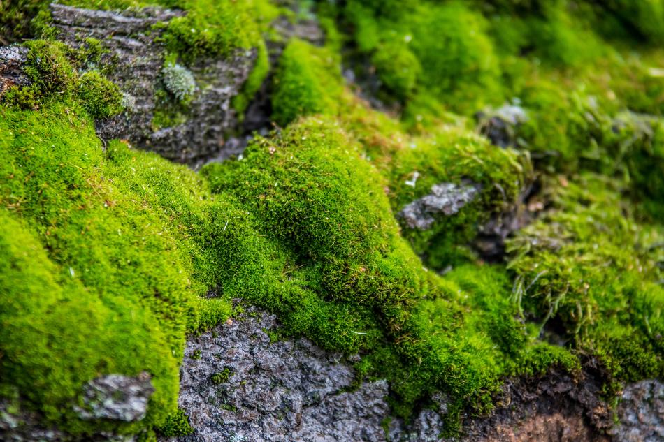 Moss Green Nature free image download