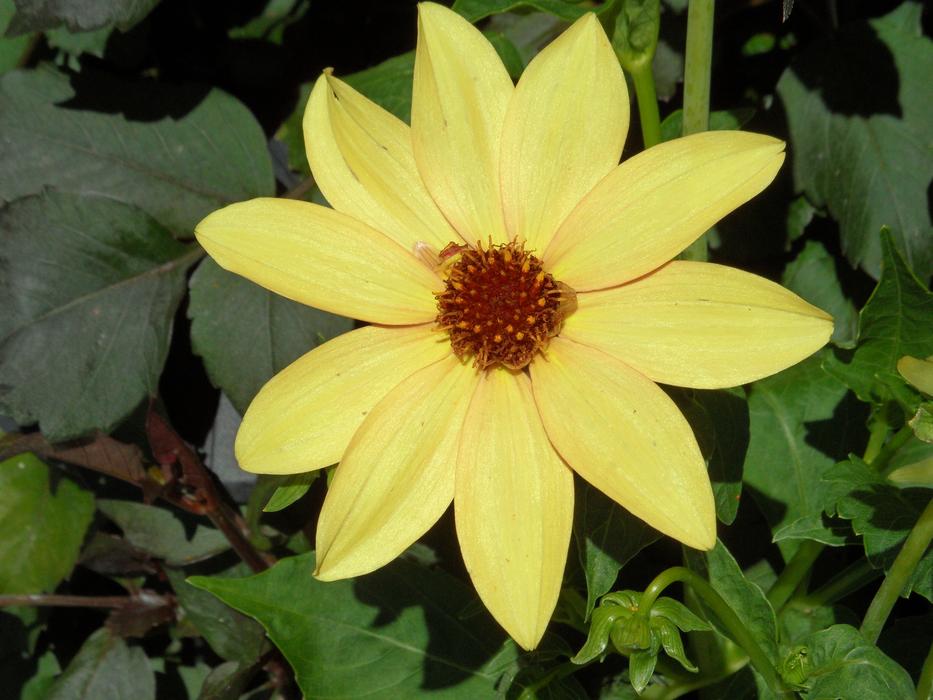 Petals Flower free image download