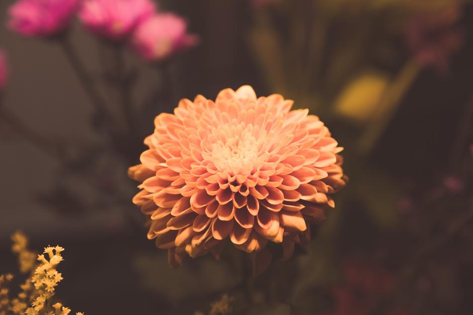 Flowers Petals Nature free image download