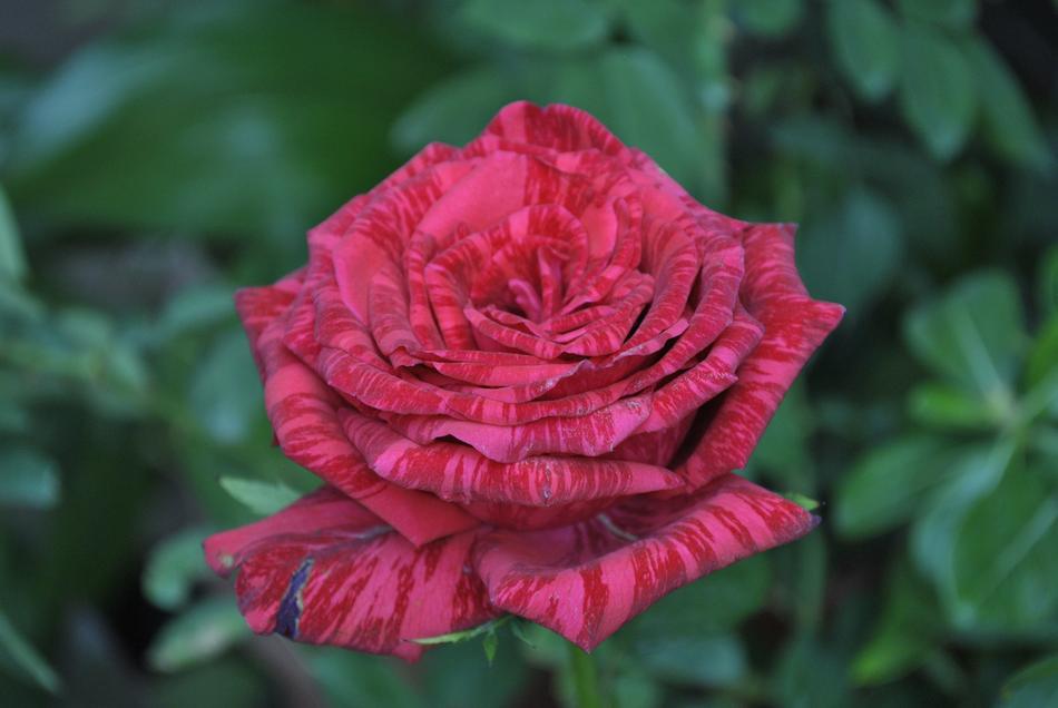 Regional Rosa Flower free image download