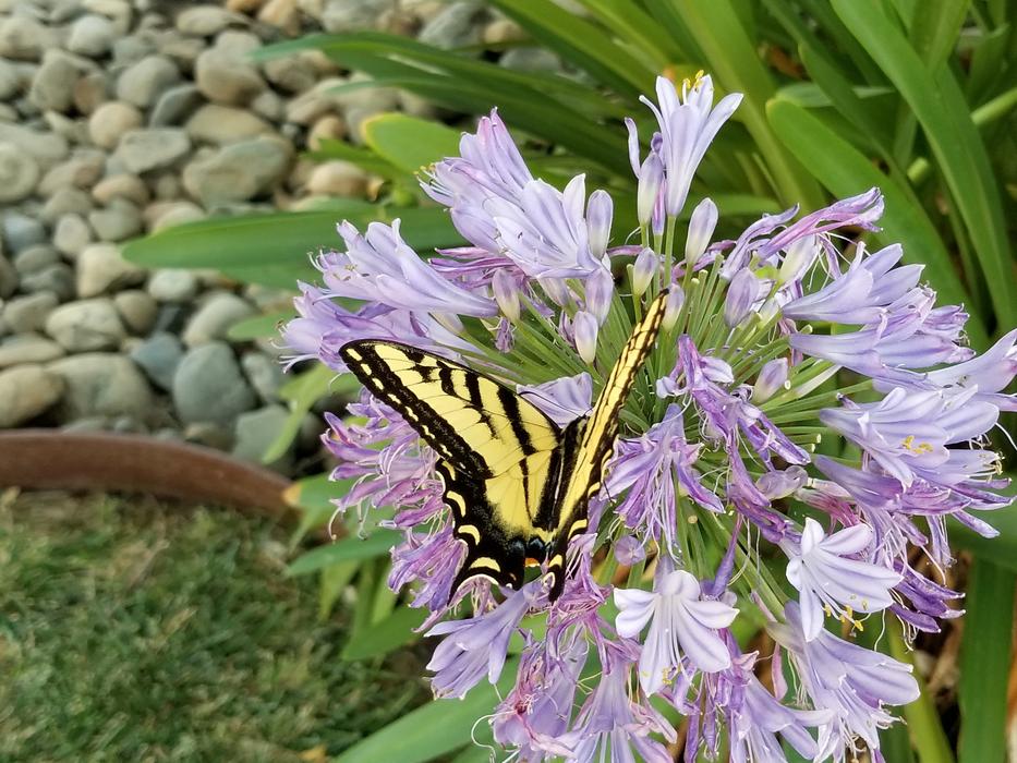 Butterfly Flower Spring free image download