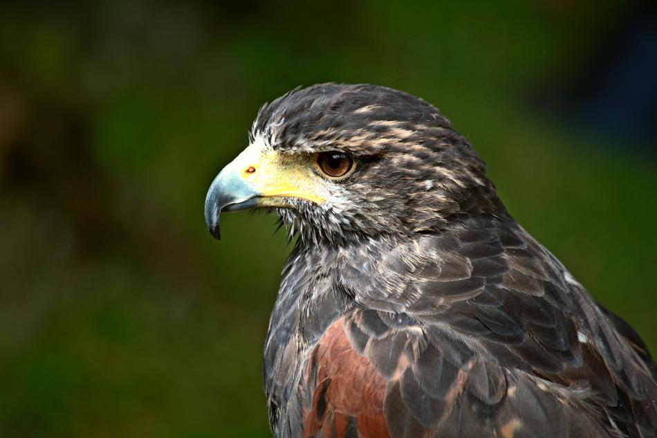 Buzzard Raptor Bird Of free image download