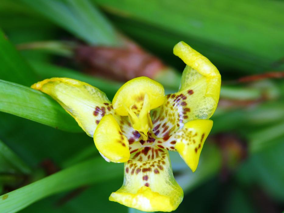 Funny yellow flower free image download