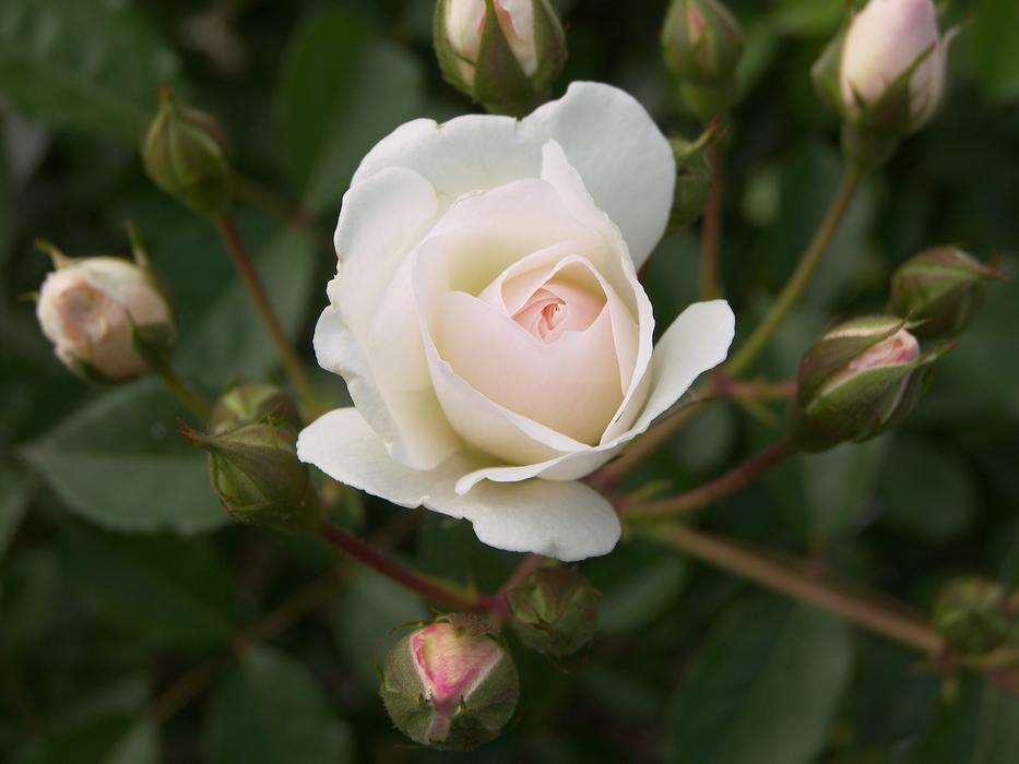 Roses Rose Nature free image download