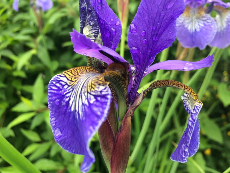 Flower Iris Nature free image download