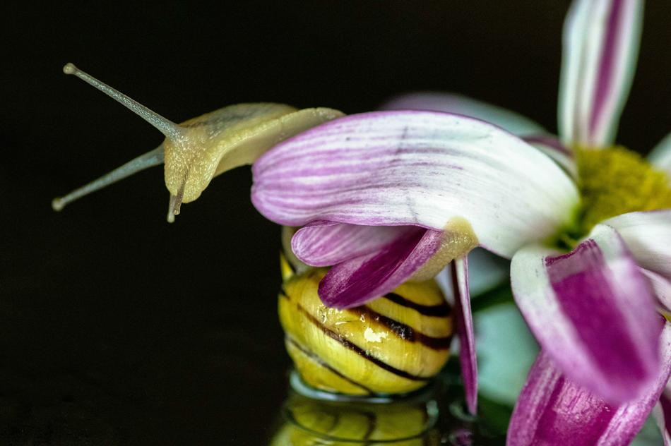 Snail Blossom Bloom free image download