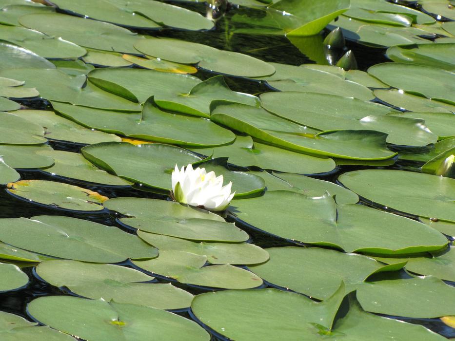 Lilly Nature Flower free image download