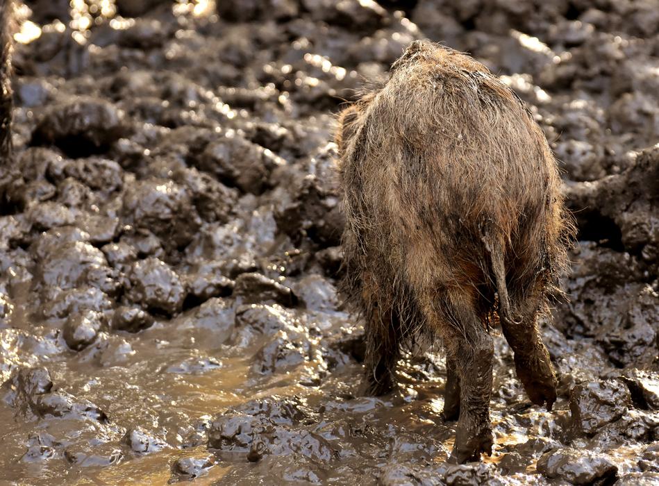 Wild Boars Animals Mud free image download