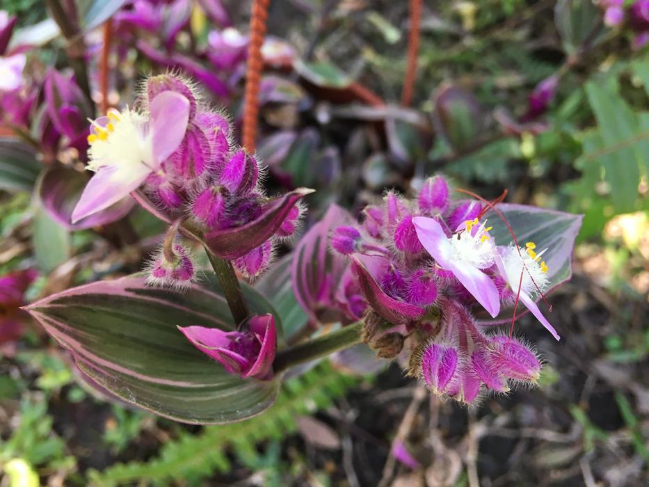 Wild Plant Wildlife free image download