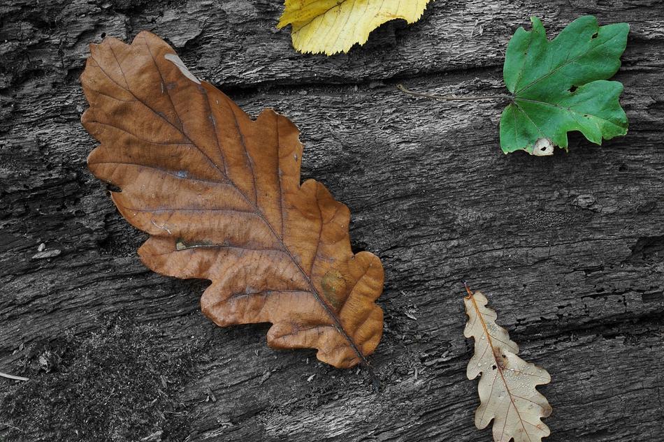 Leaves Oak Beech free image download