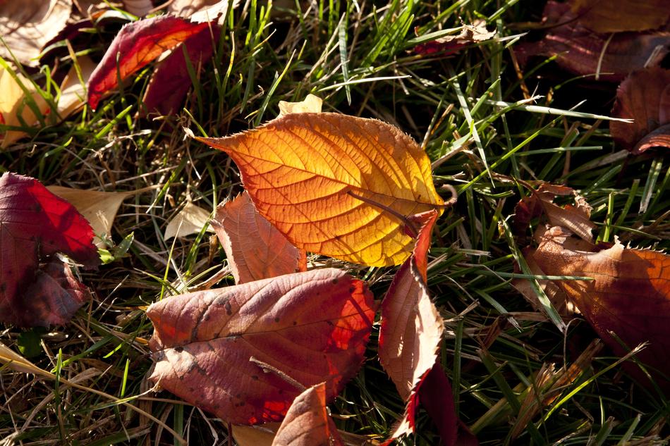 Autumn Leaves The free image download
