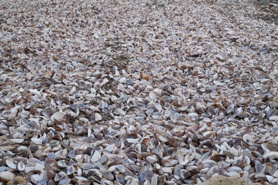 Mussels Coquina Shellfish free image download