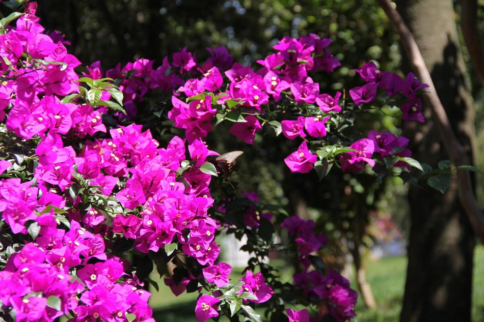 Bushes with flowers in the garden free image download