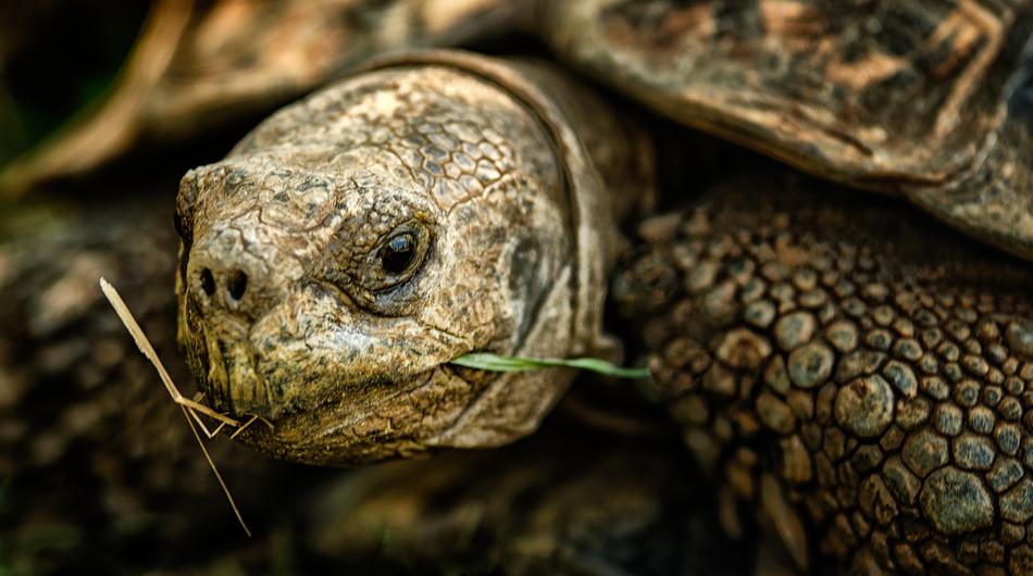 Tortoise head portrait free image download