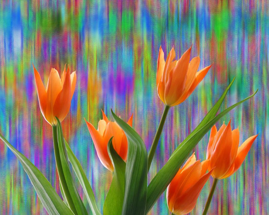 Tulips Spring Easter free image download