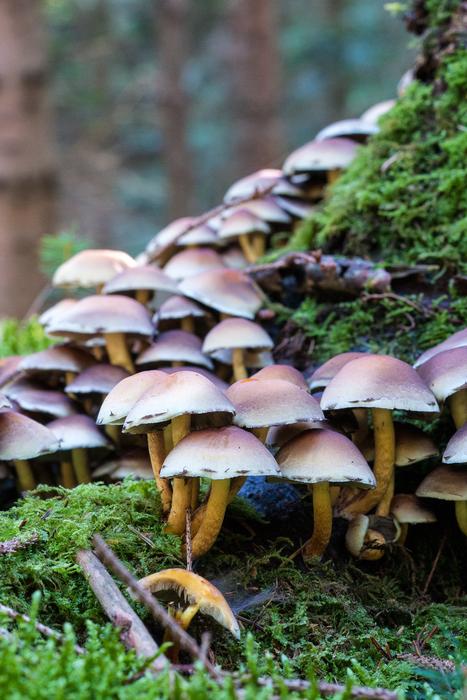 Forest Autumn Mushrooms free image download