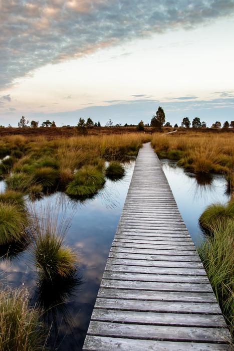 Moor Swamp Landscape free image download
