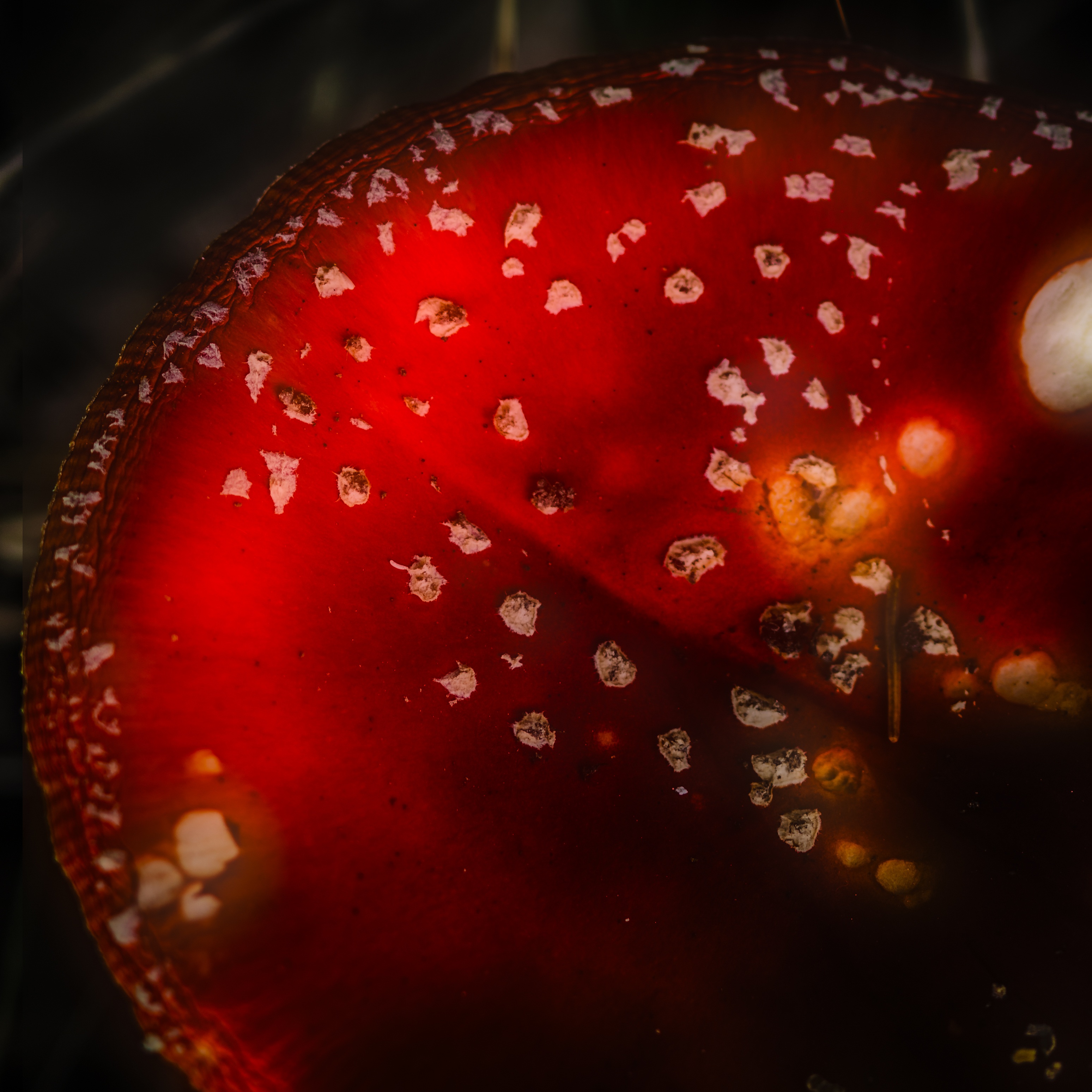 Fly Agaric Nature free image download