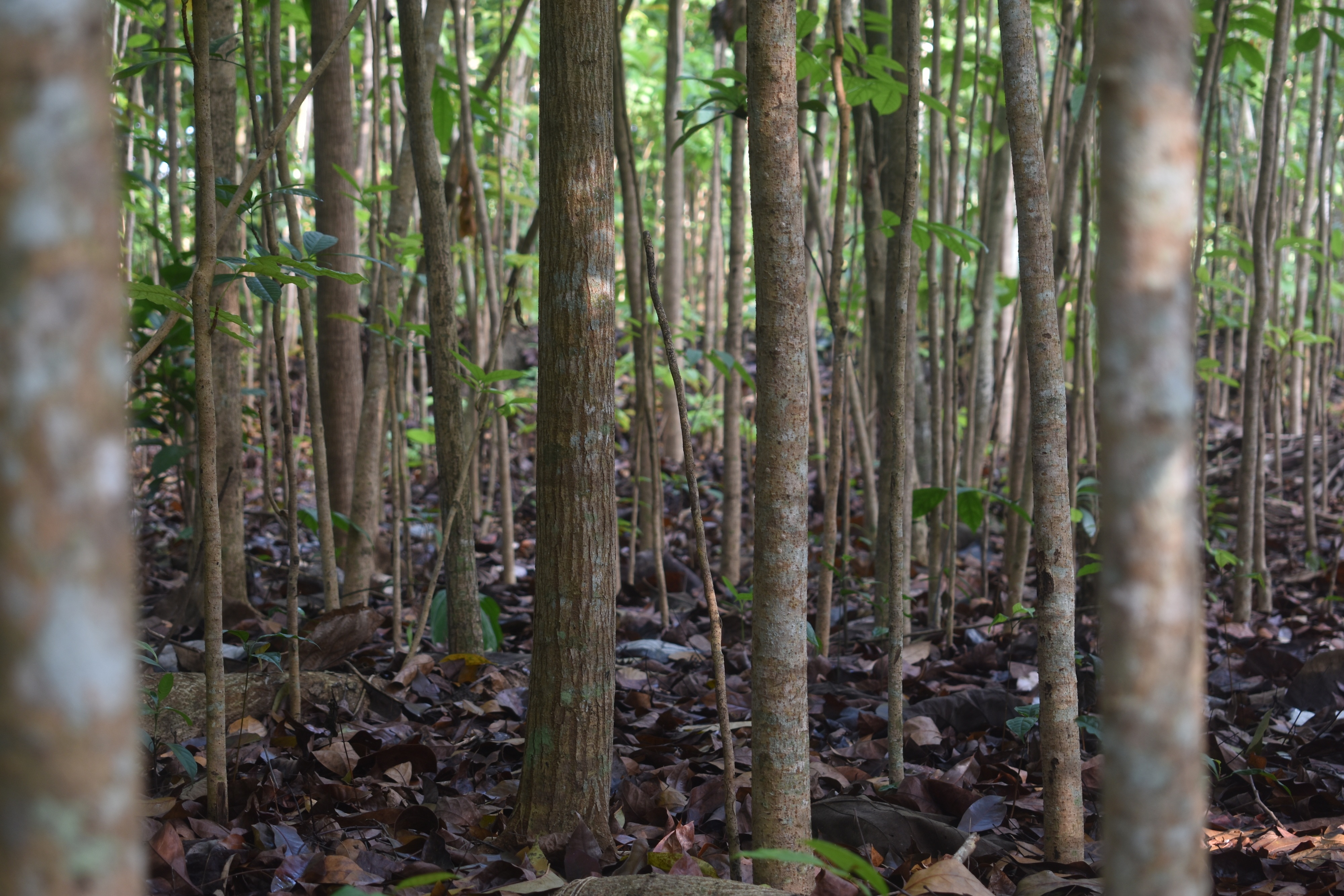 Mahogany Tree Forest free image download