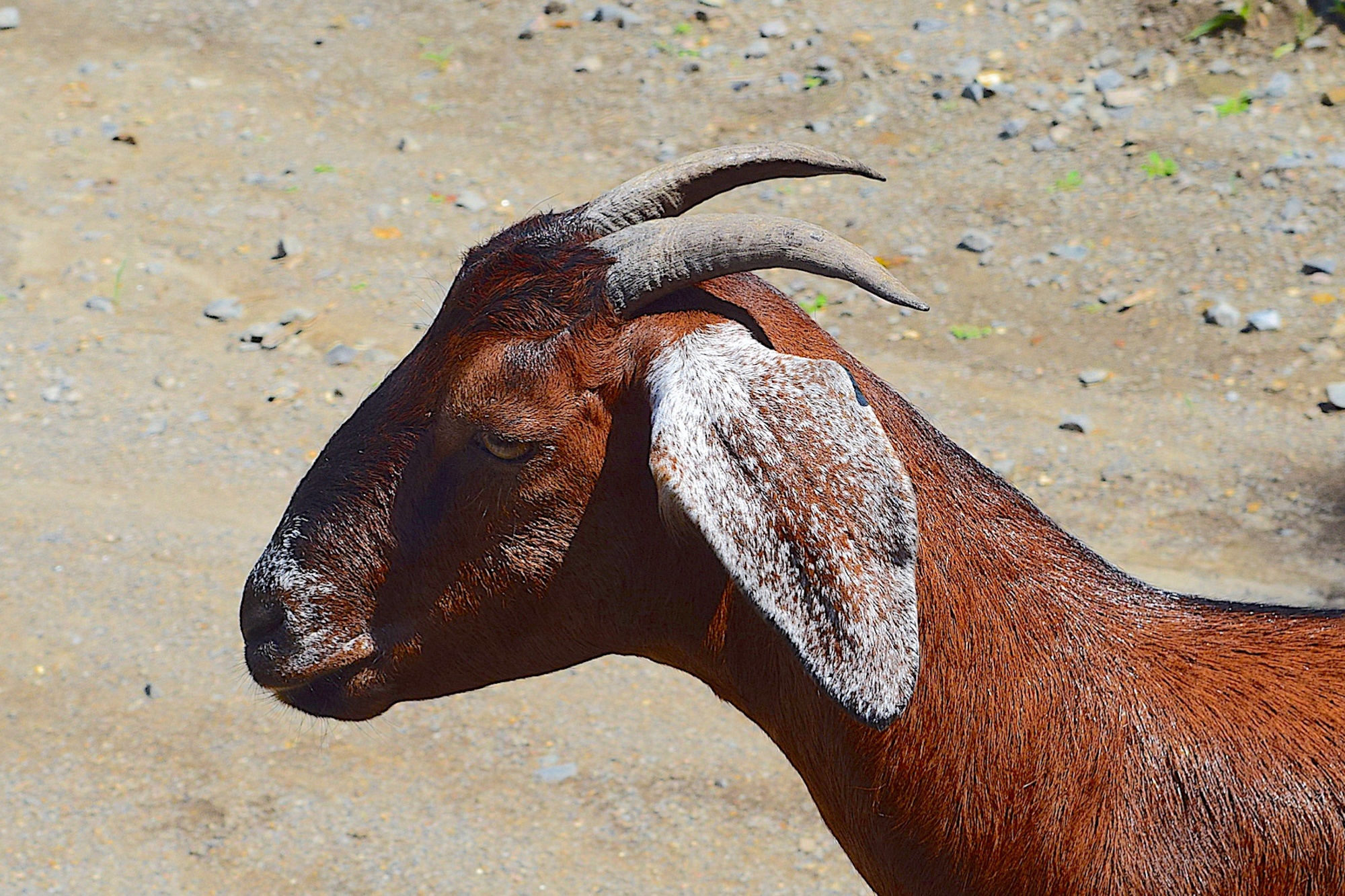 Profile of a brown goat with horns free image download