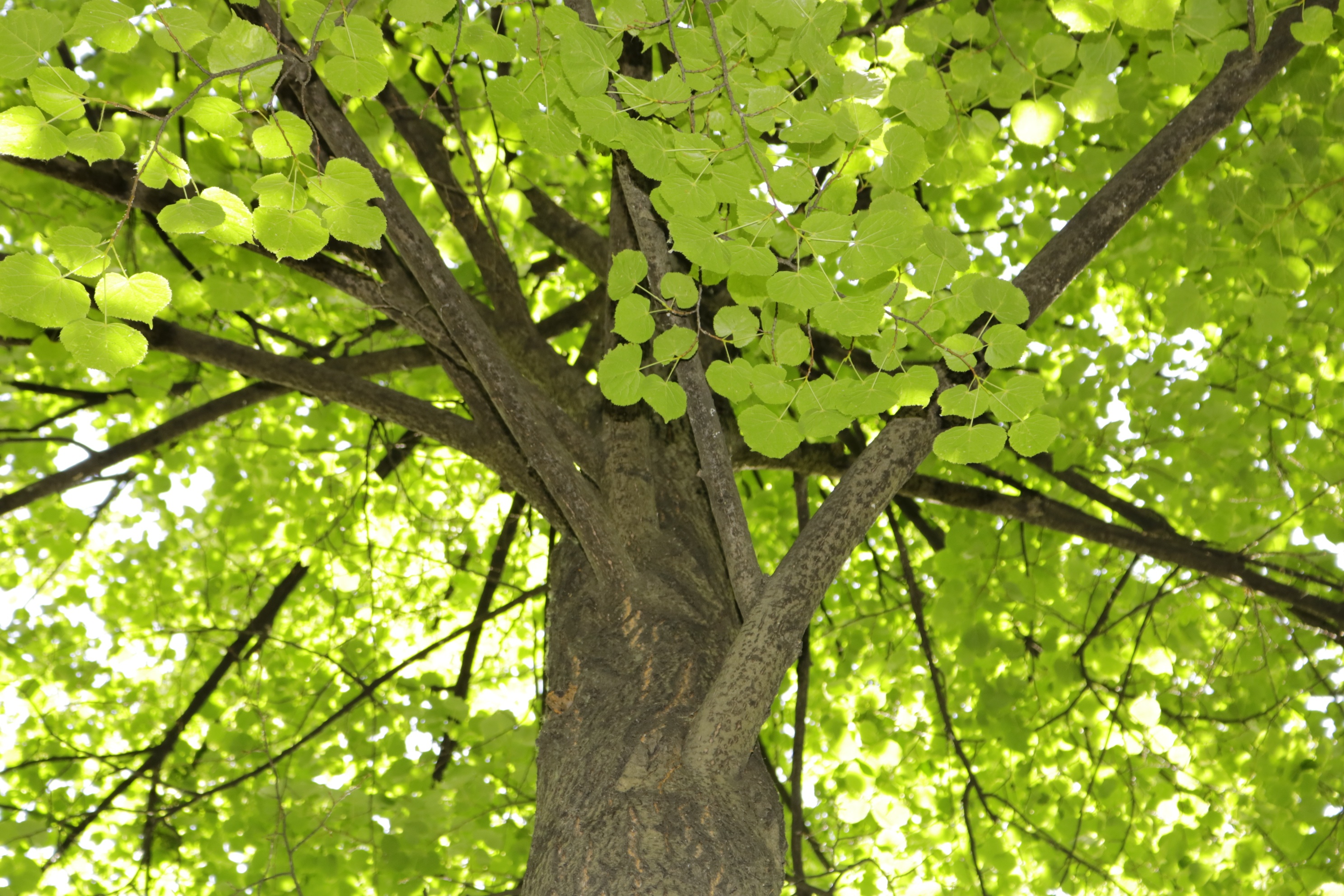 Tree Branch Nature free image download