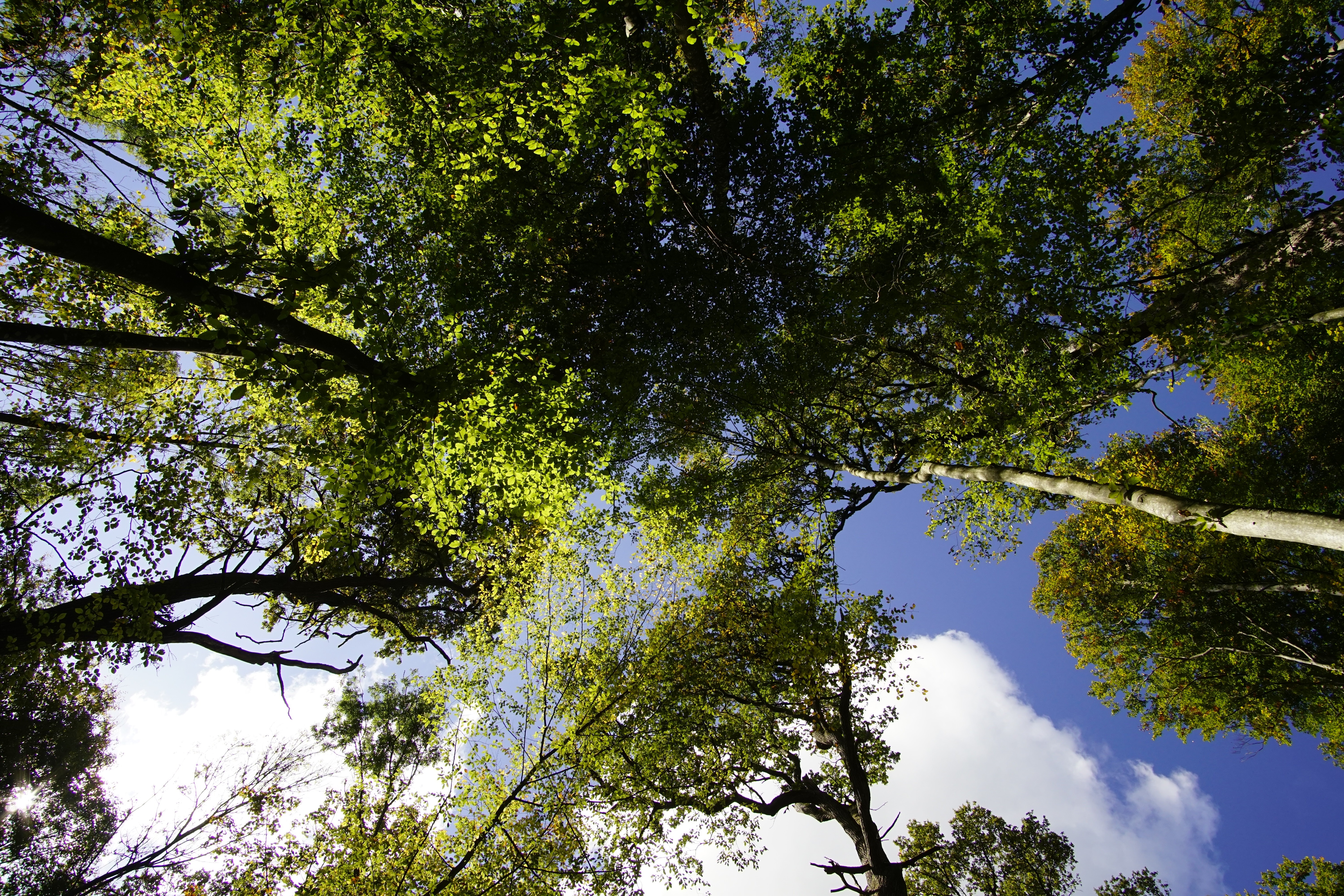 Tree Sky Perspective free image download