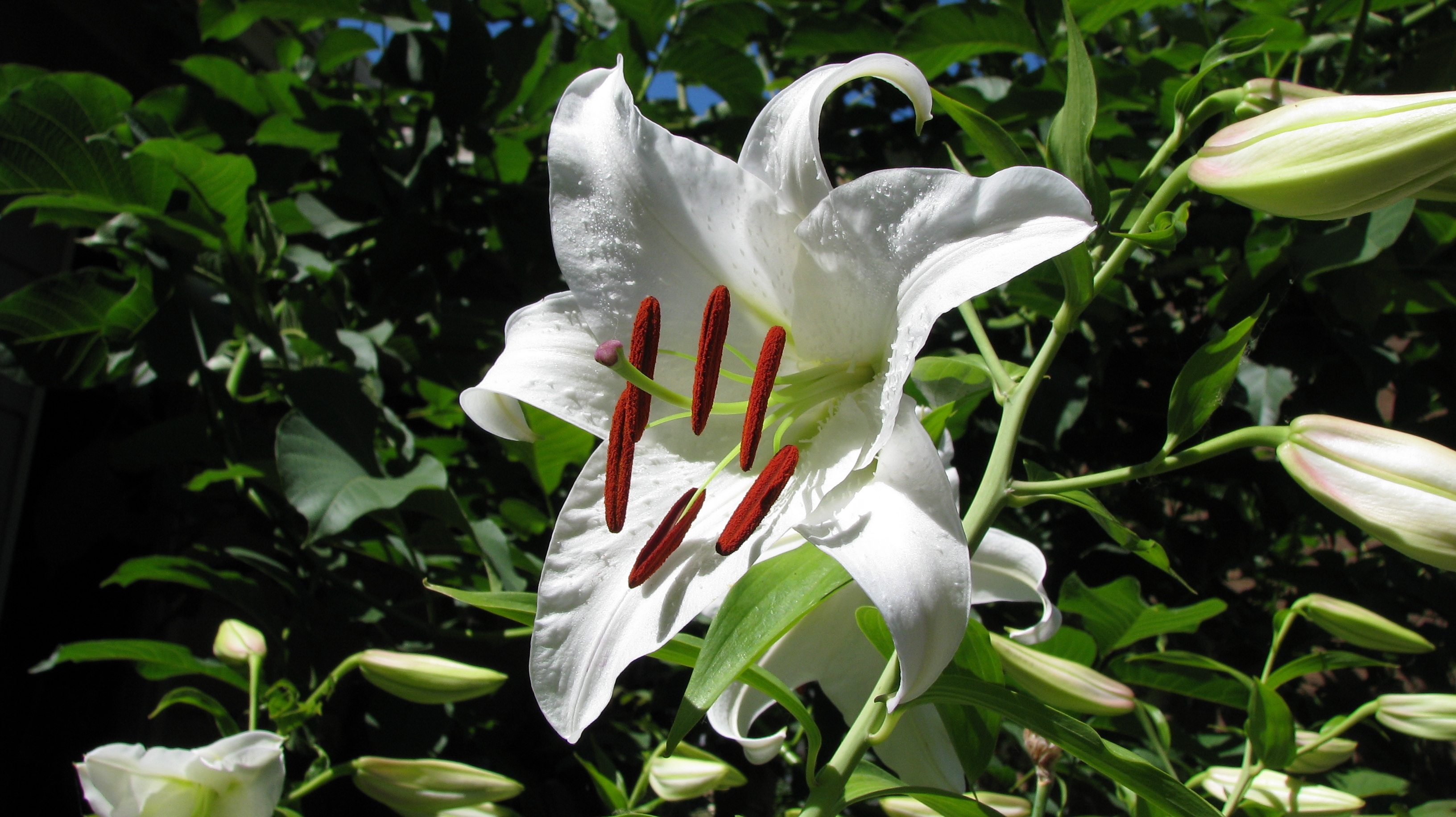 Flower Lily White free image download