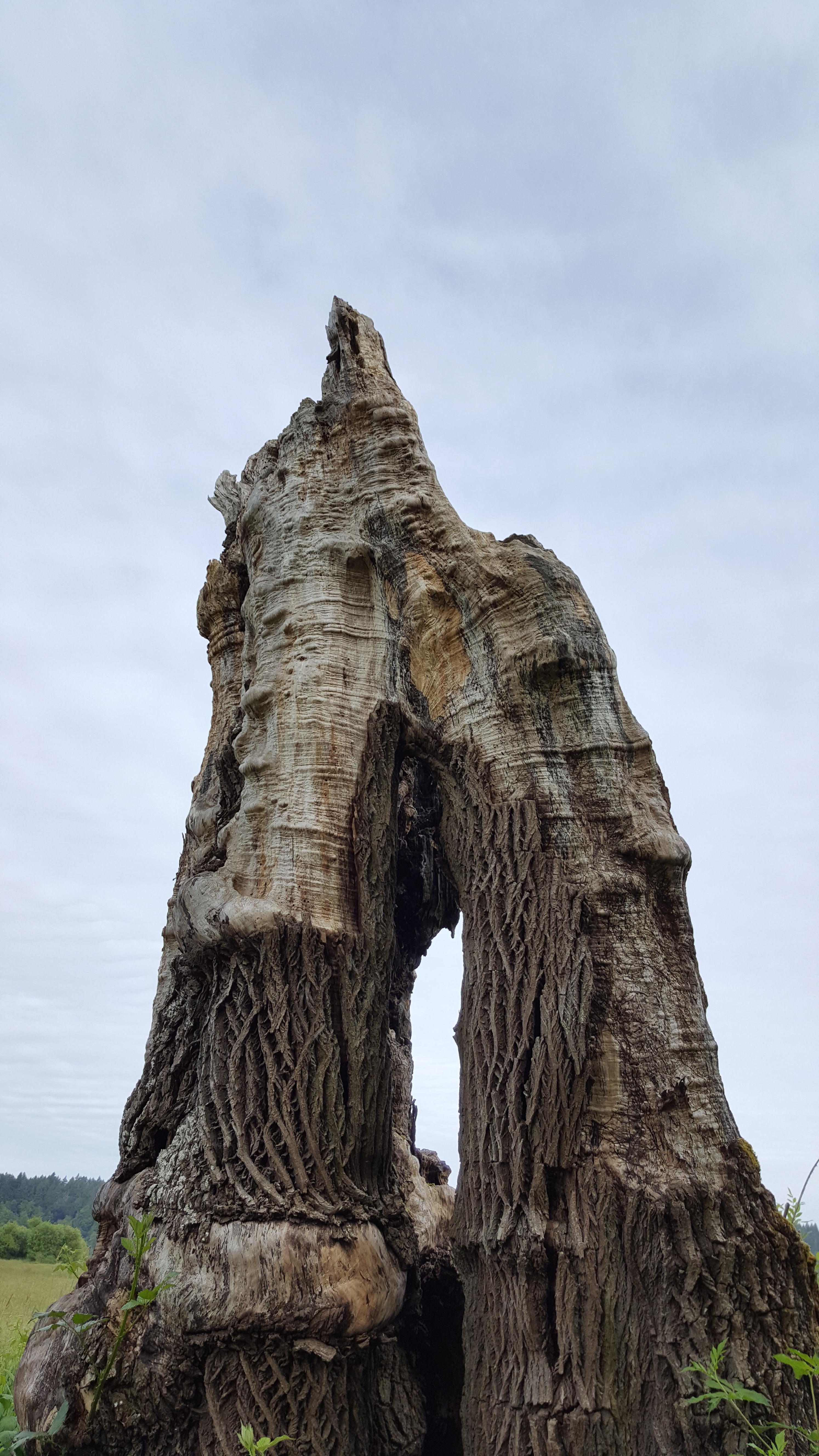 Arch Nature Dead Trees free image download