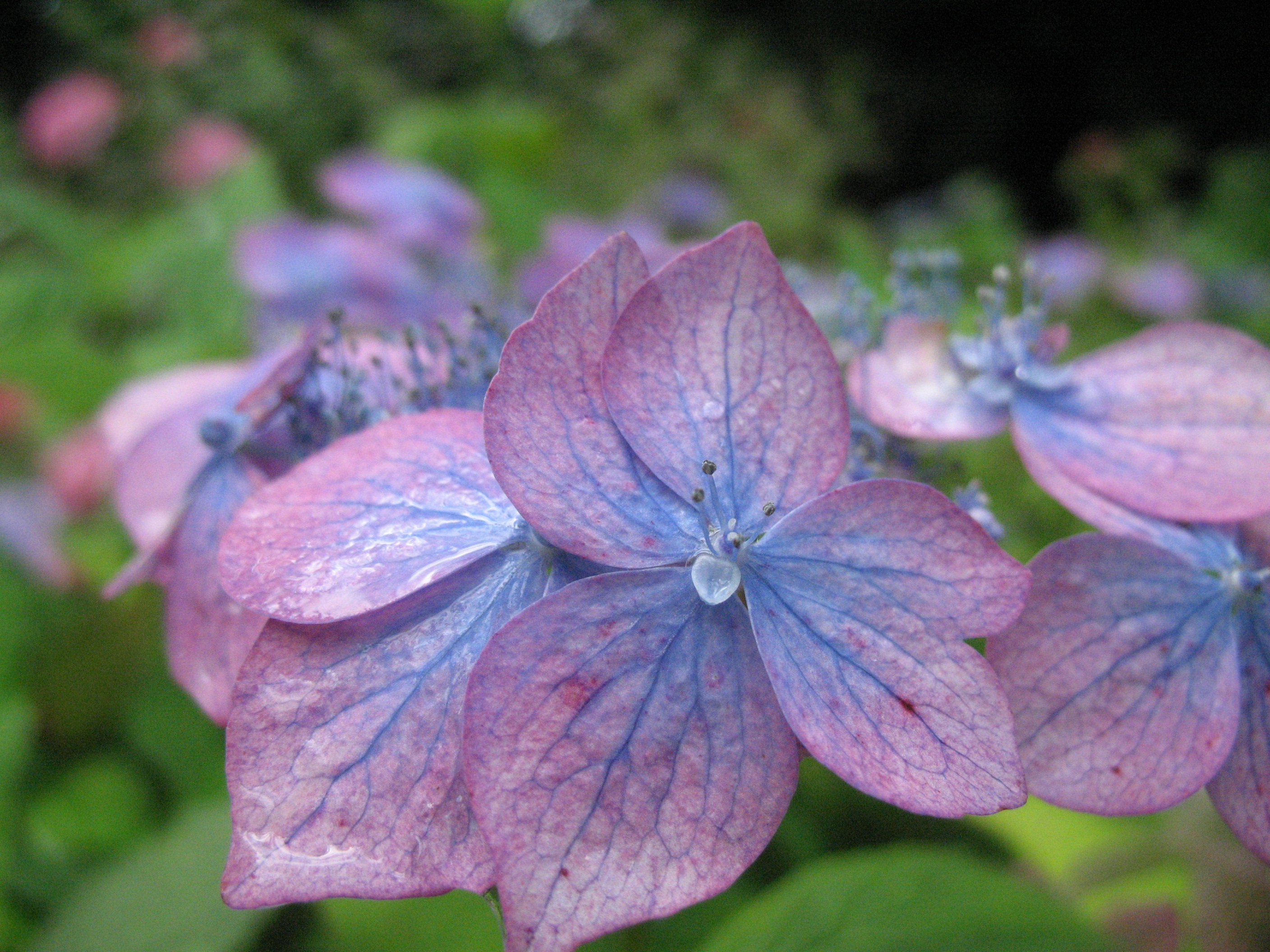 Flower Blue Hydrangea free image download