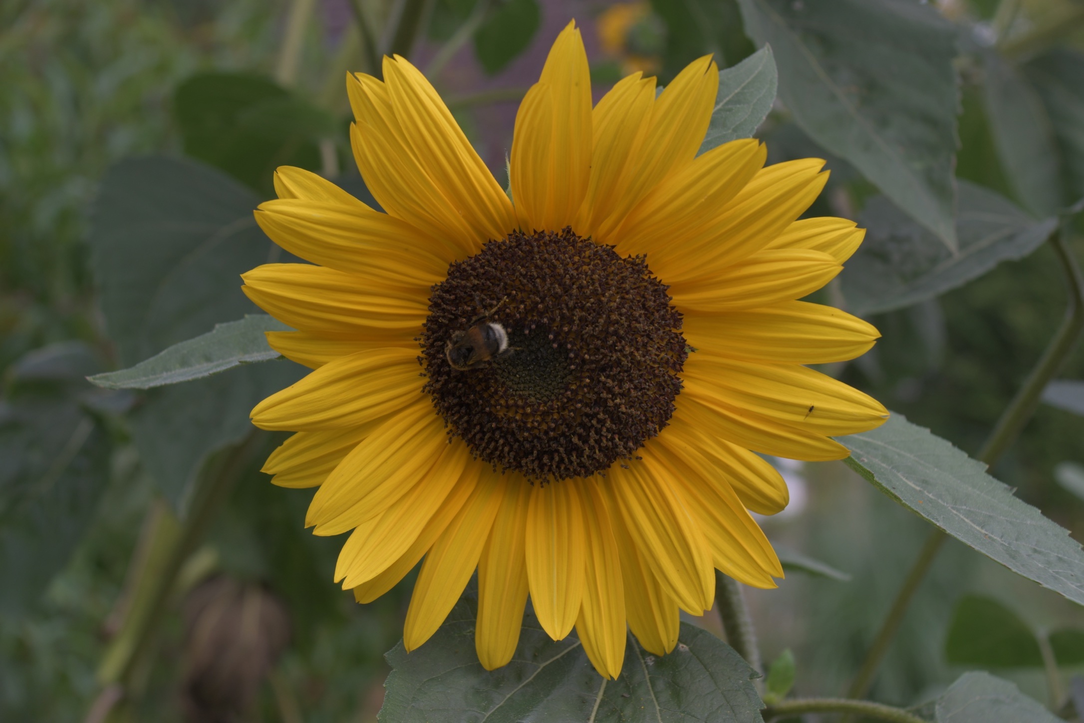 Sunflower Nature Blossom free image download