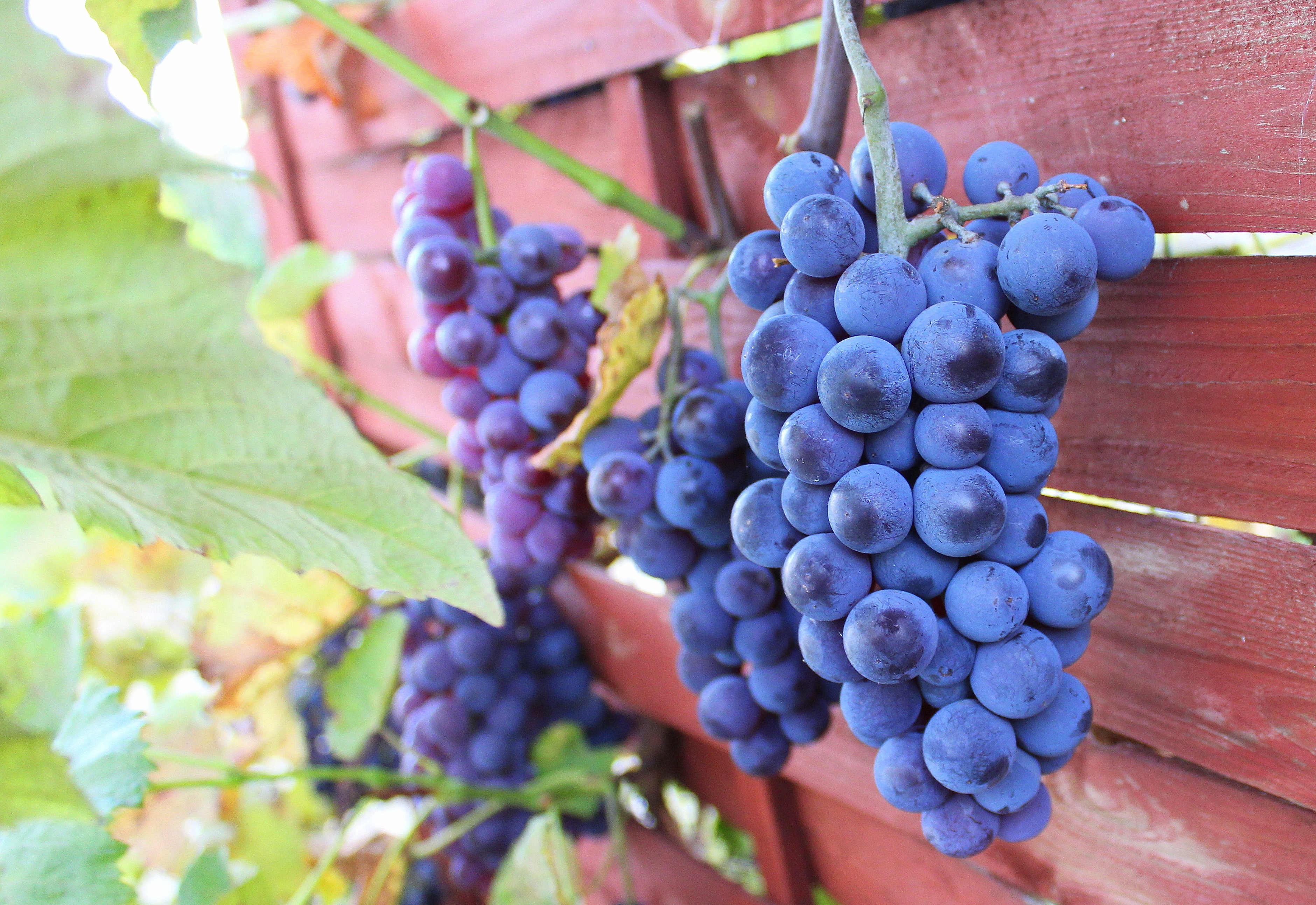 Grapes Autumn Fruit free image download