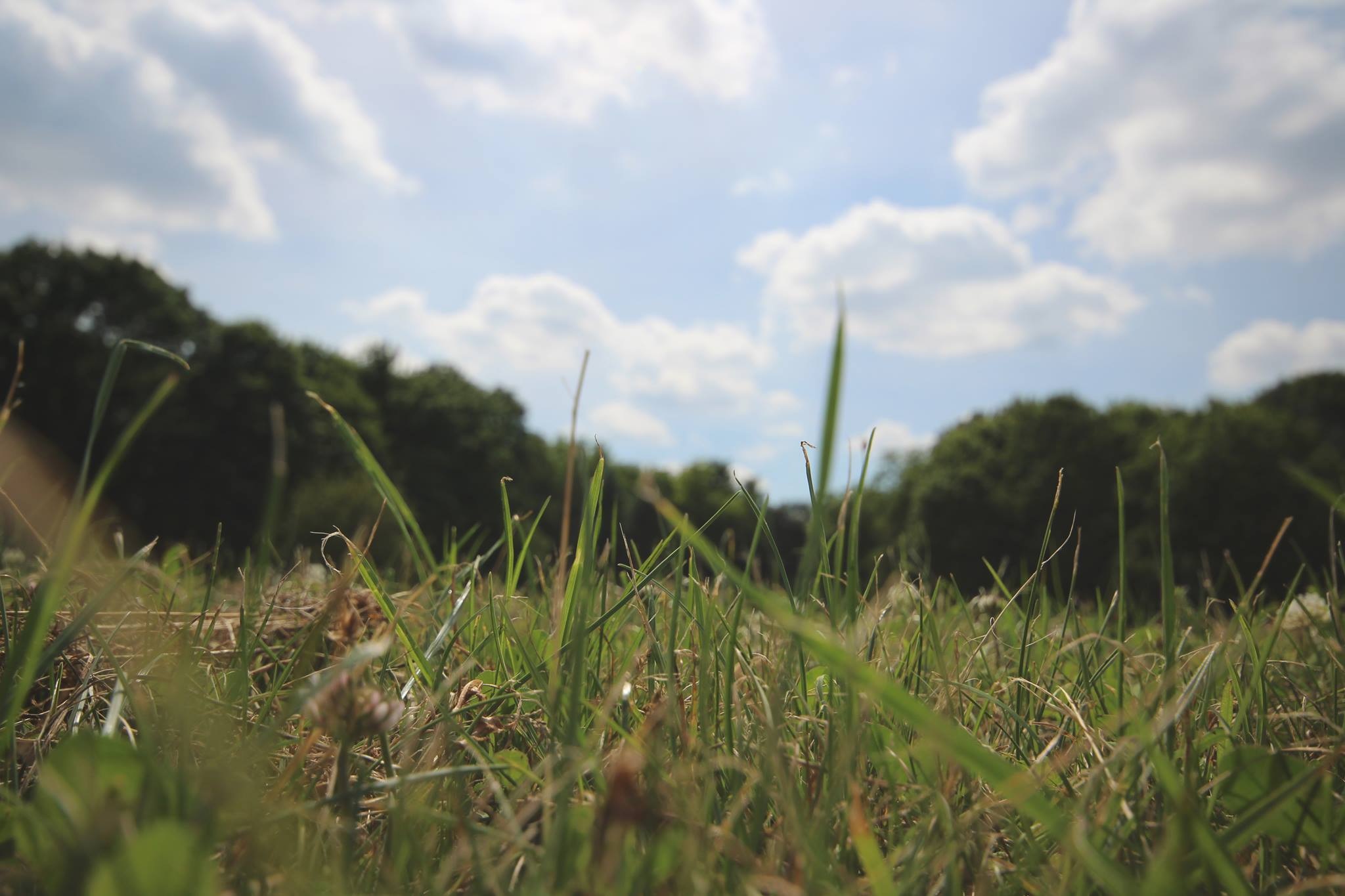 Landscape of the grasses free image download