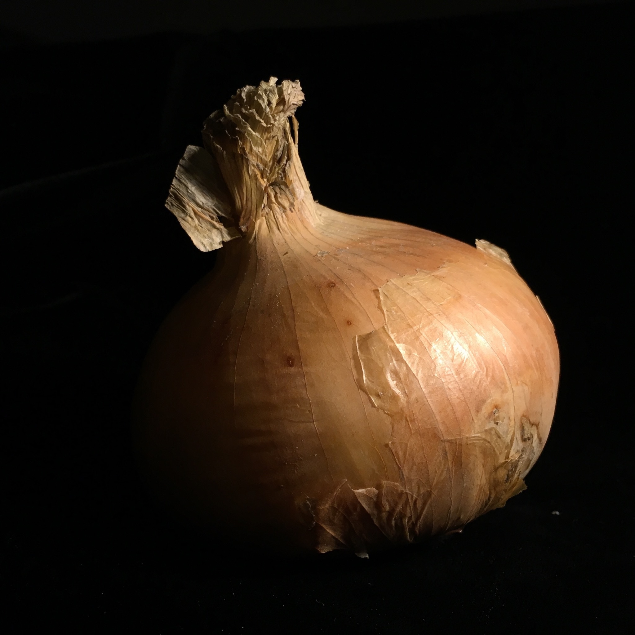 Onions in shells on black background free image download