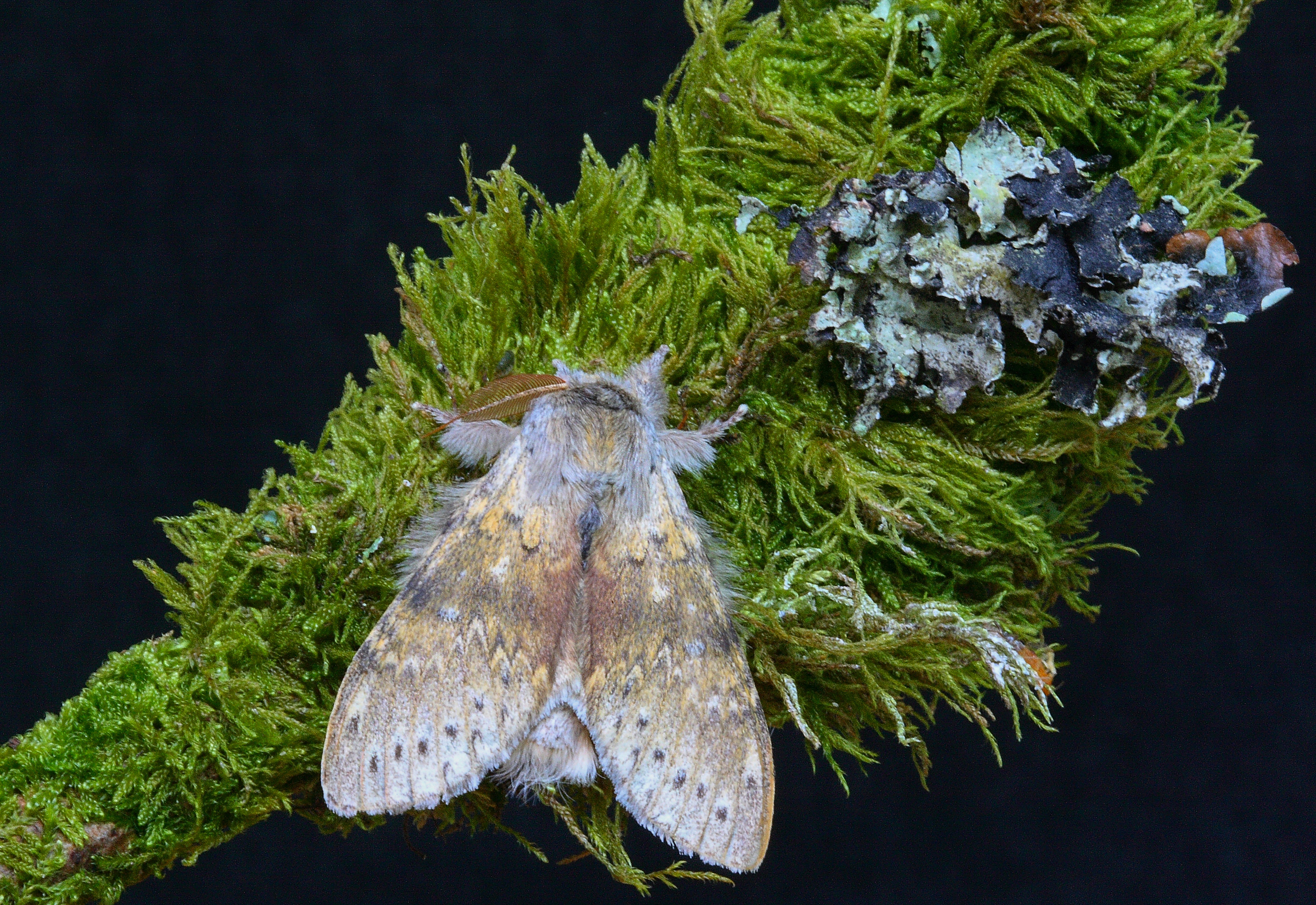 Moth Lobster Nature free image download