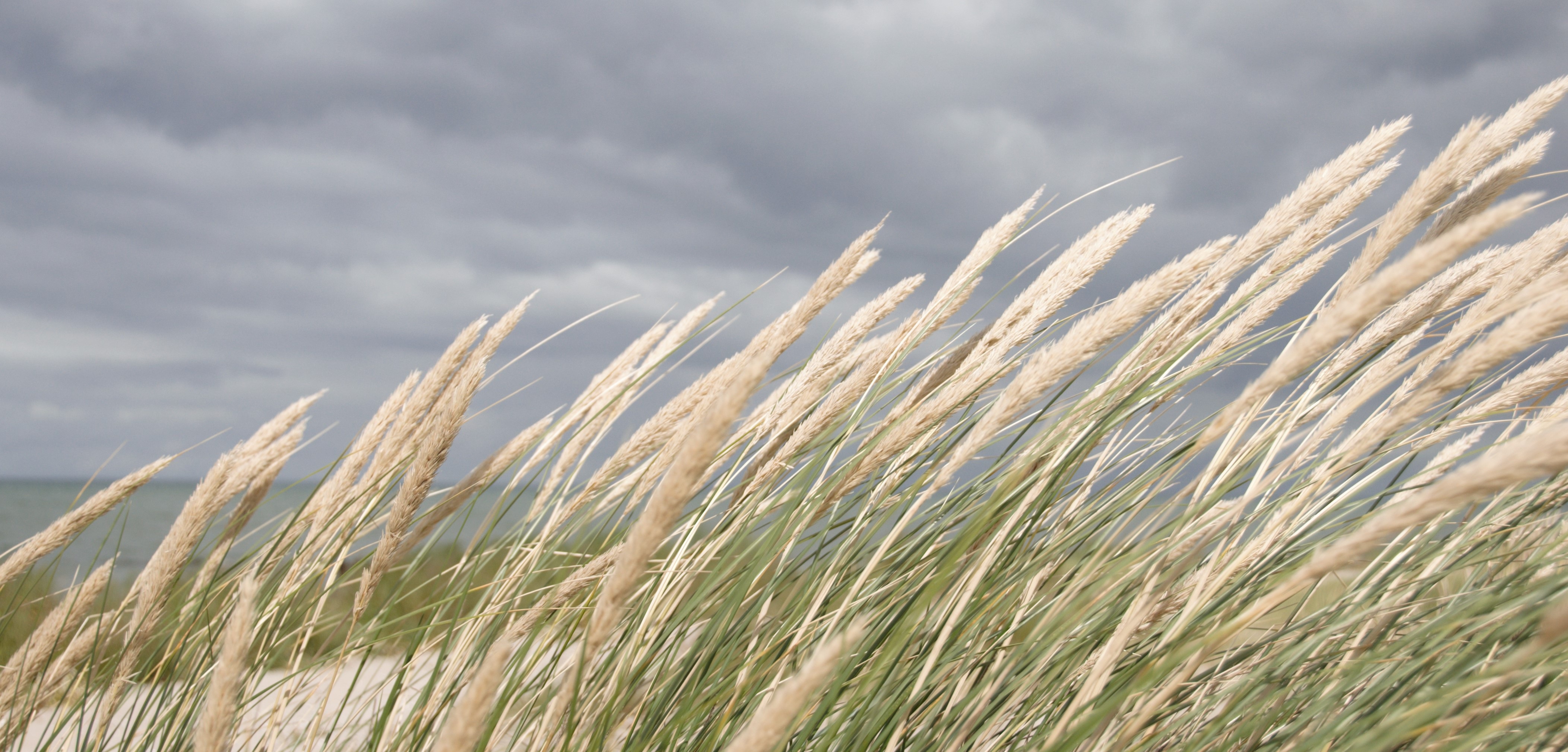Nordfyn Beach Summer free image download