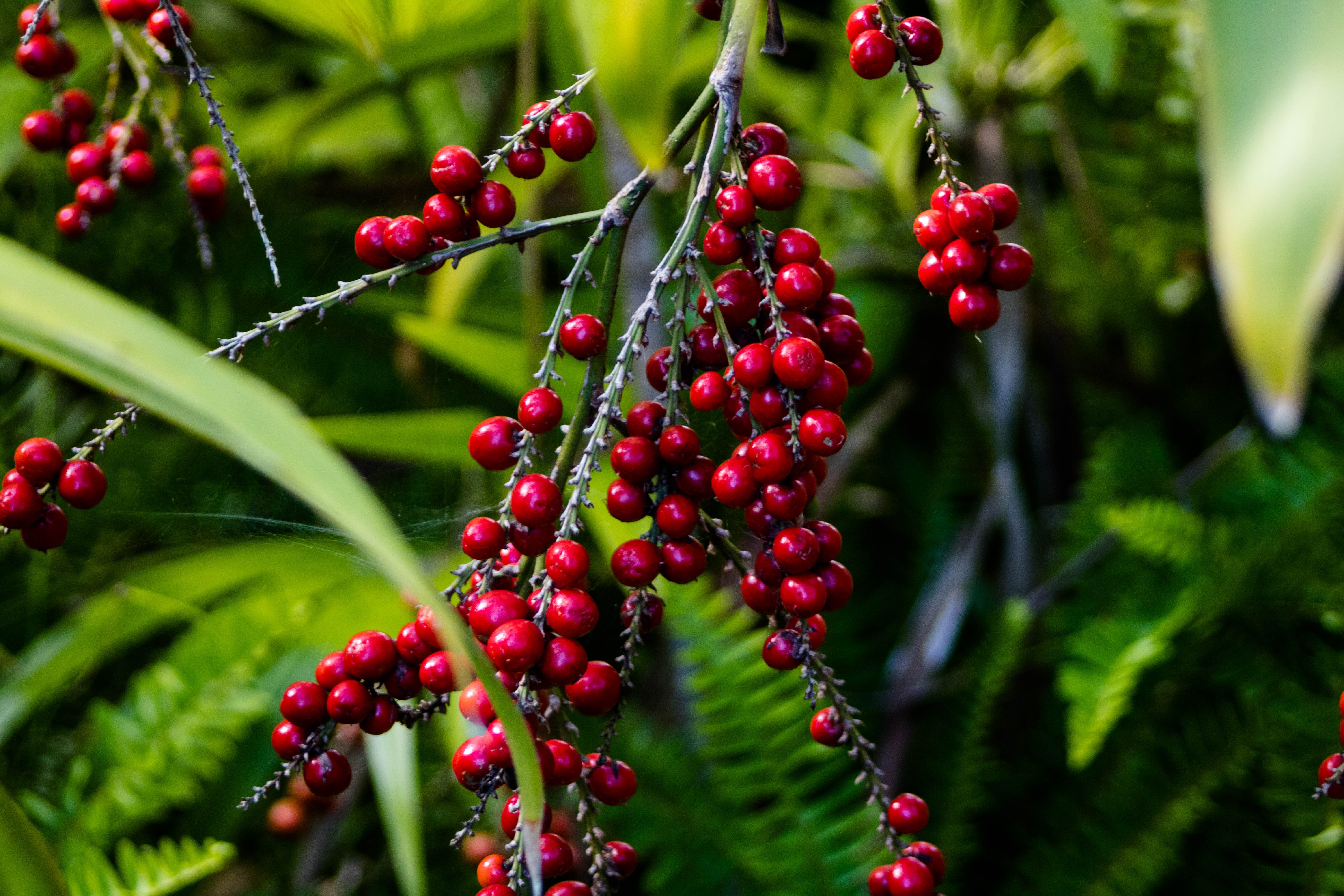 Plant Berries Autumn free image download