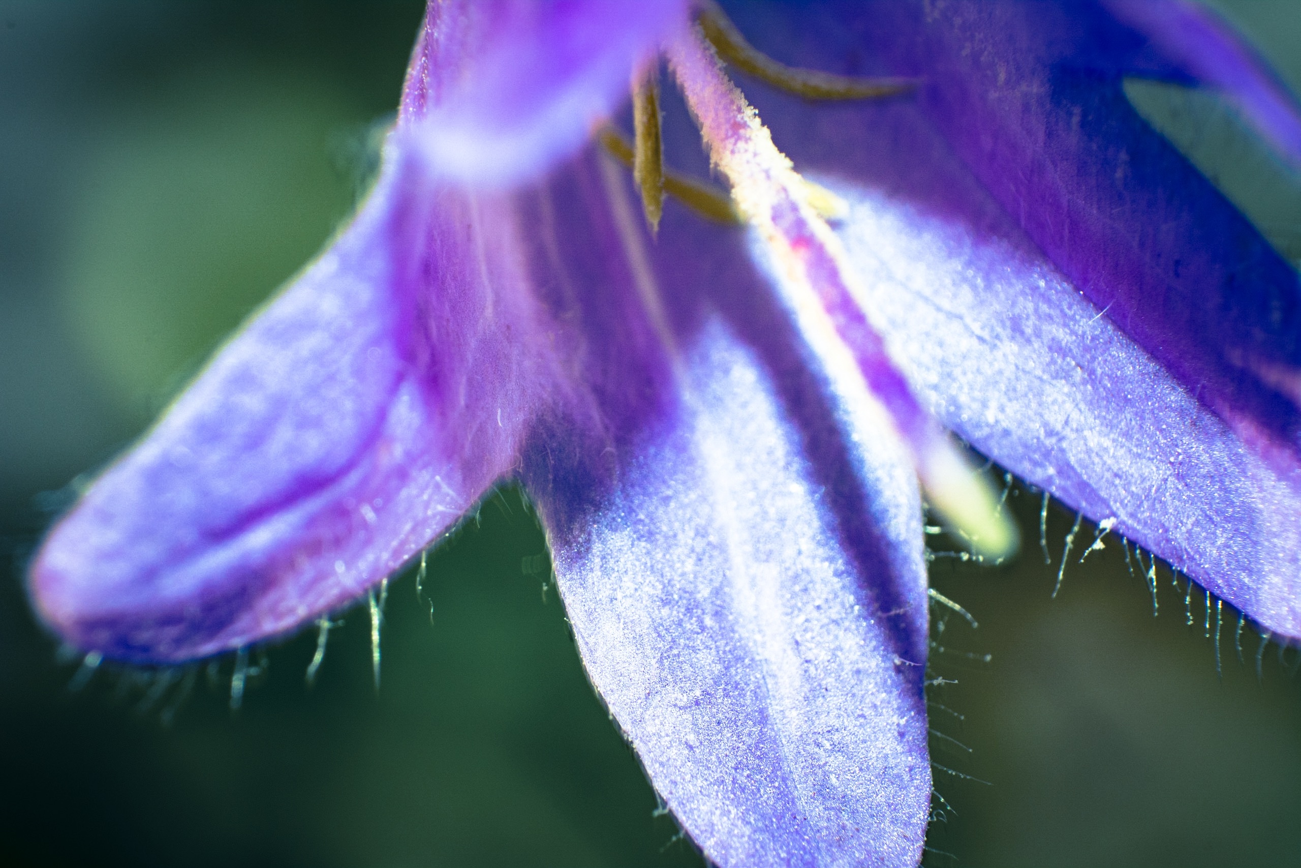 Flower Nature Floral free image download