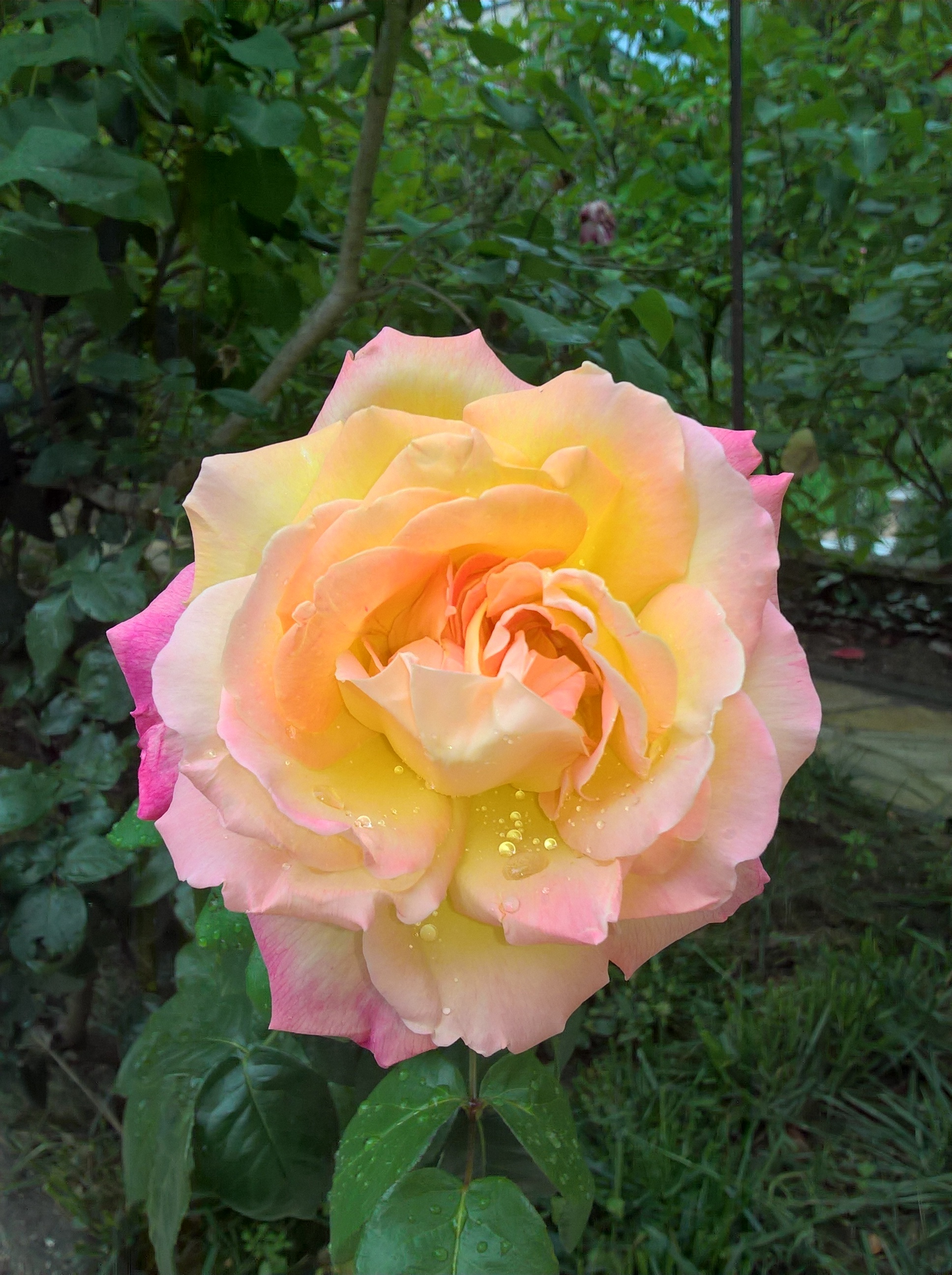 A colorful beautiful bud free image download